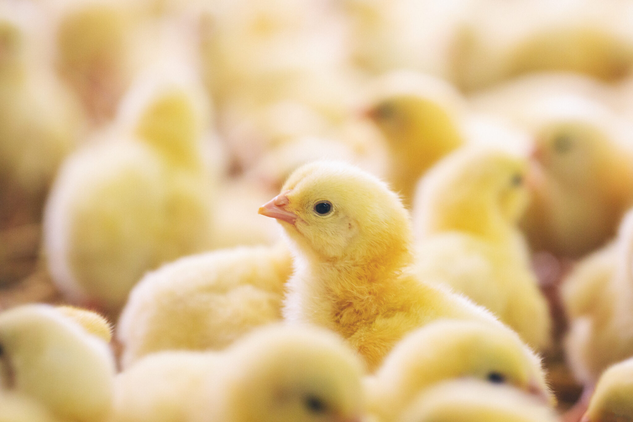 Pasty Butt: Treating Chicks - Backyard Poultry